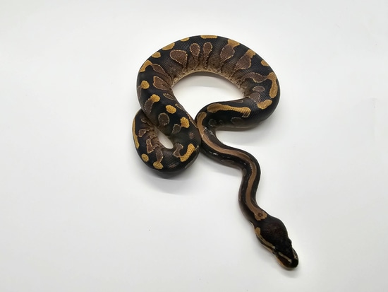 Cinnamon Calico YB Ball Python by Steve's Morphs