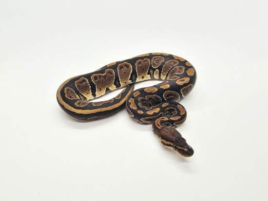 Vudoo Ball Python by Steve's Morphs