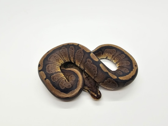 Redstripe Vudoo Ball Python by Steve's Morphs