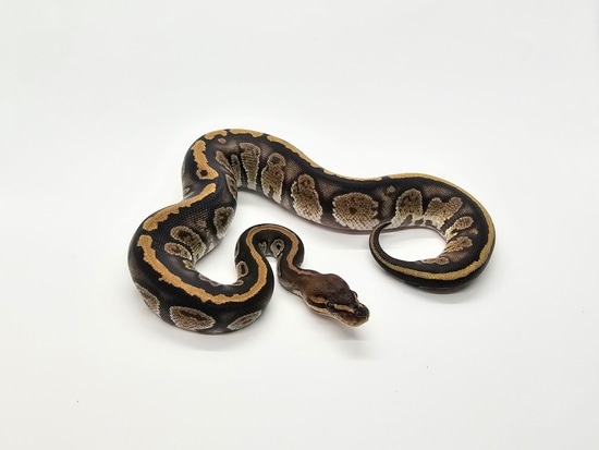 Cypress Vudoo Ball Python by Steve's Morphs