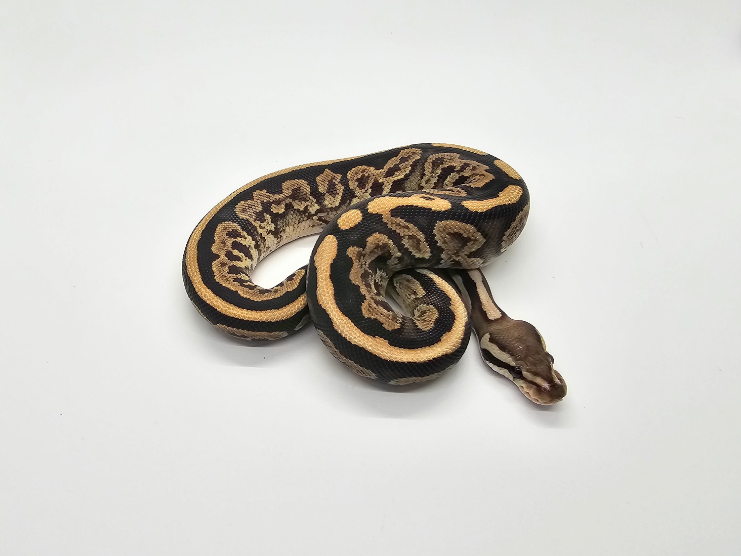 Black Pastel Fire Ball Python by Steve's Morphs - MorphMarket