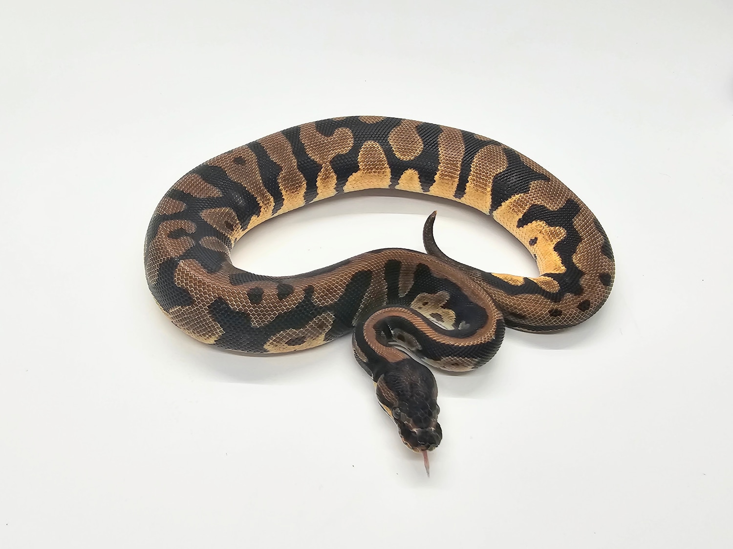 Confusion Orange Dream Ball Python by Steve's Morphs - MorphMarket