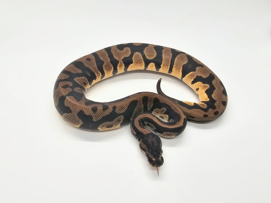 Confusion Orange Dream Ball Python by Steve's Morphs