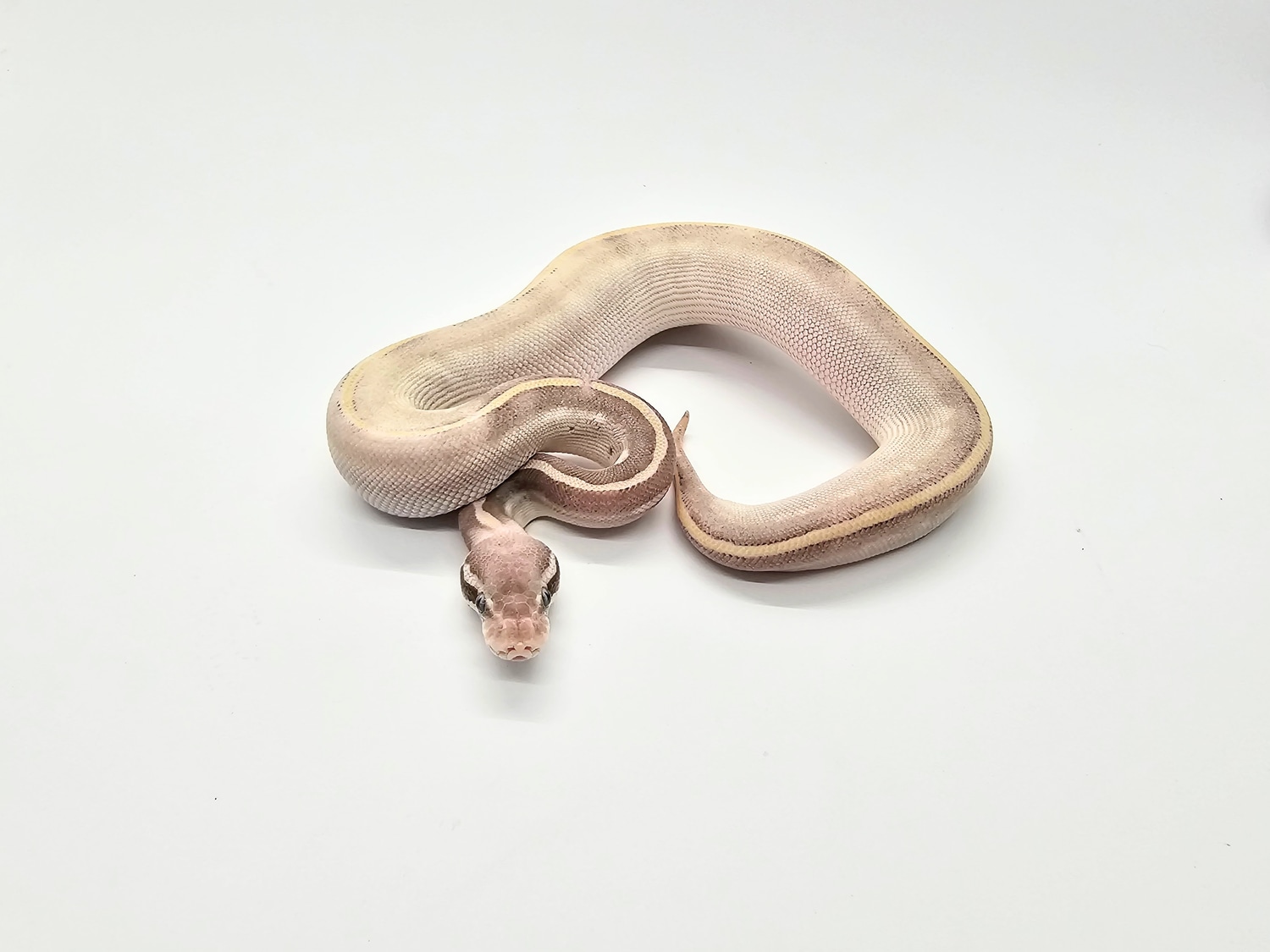 Pastel Mystic Potion Ball Python by Steve's Morphs - MorphMarket
