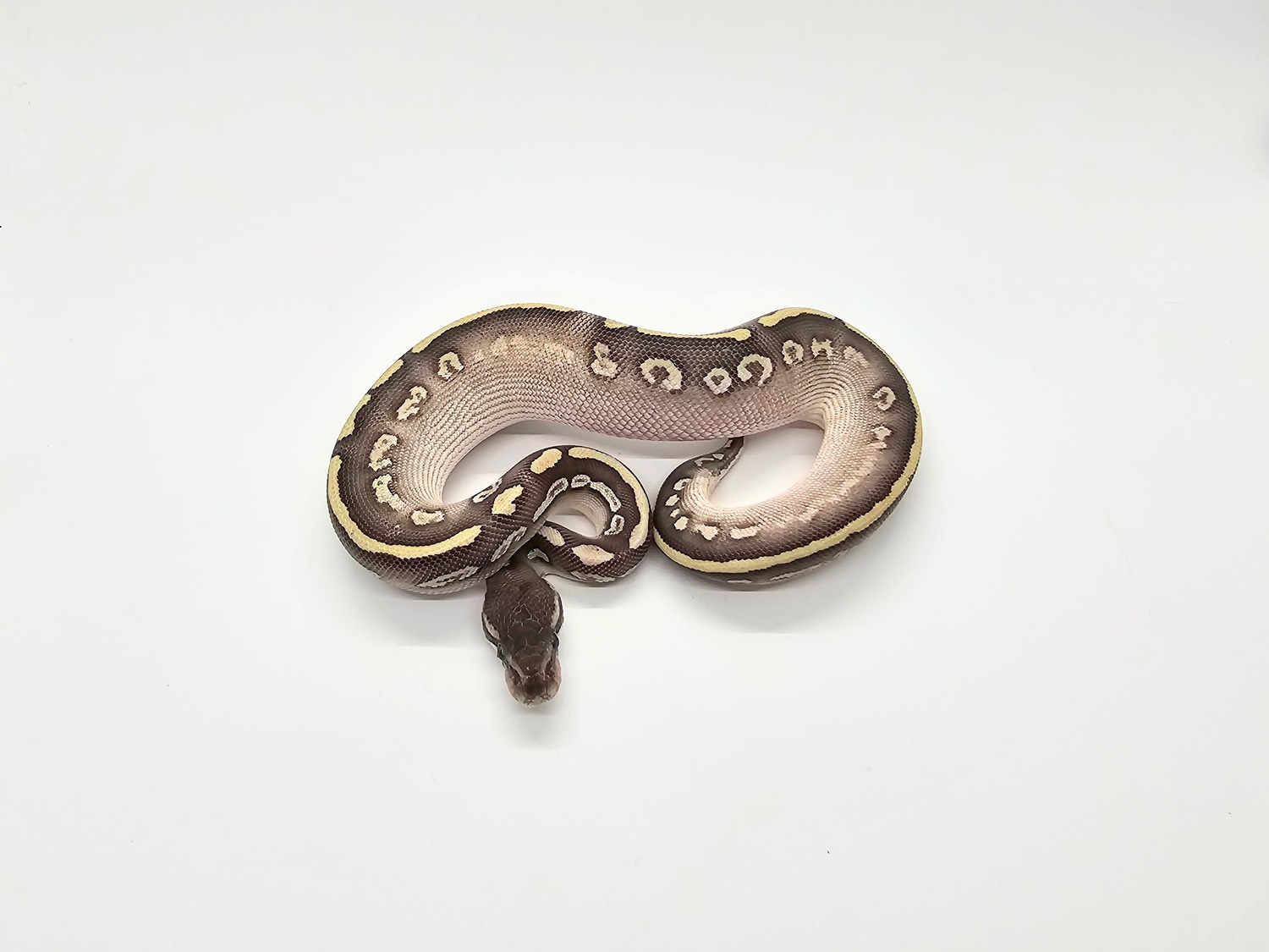 Super Mystic Ball Python by Steve's Morphs - MorphMarket