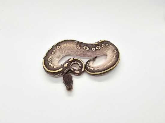 Super Mystic Ball Python by Steve's Morphs
