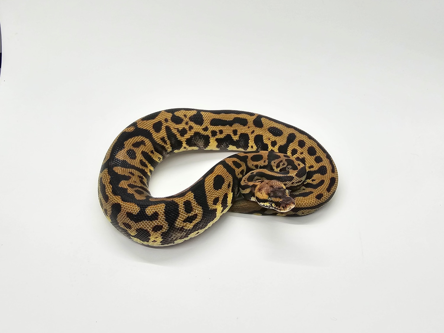 Acid Leopard Pastel Ball Python by Steve's Morphs - MorphMarket