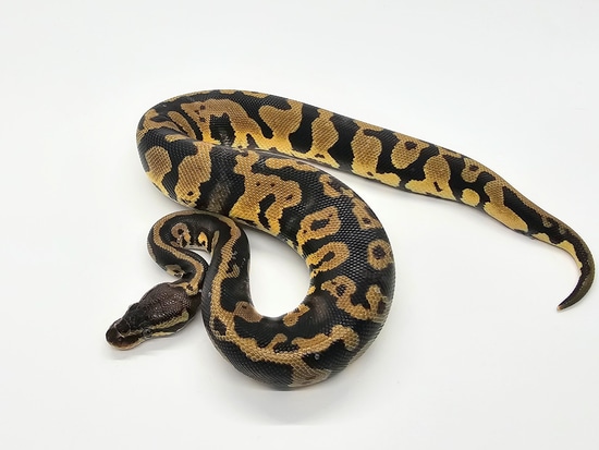 Confusion Pastel YB Ball Python by Steve's Morphs