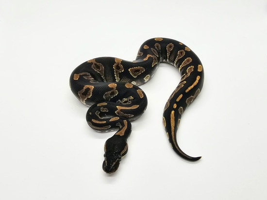 Black Head YB Ball Python by Steve's Morphs