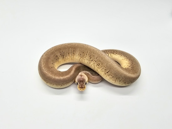 Cinnamon Pinstripe Pastel Het Clown Ball Python by Steve's Morphs