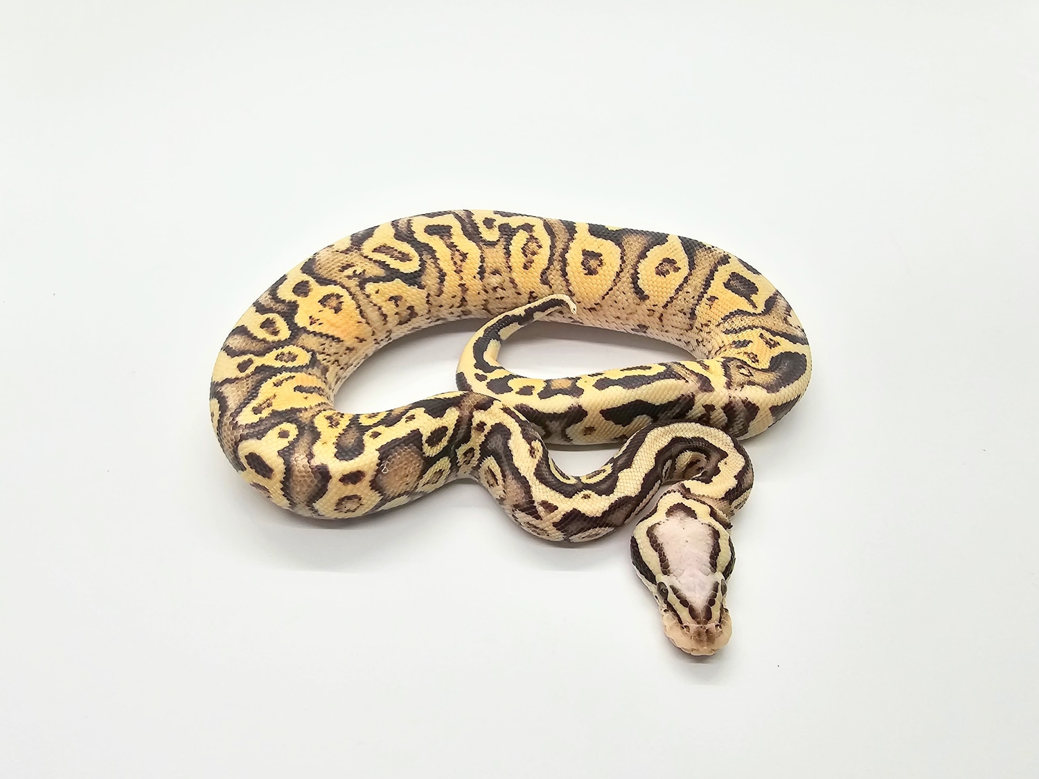 Super Vanilla Pastel YB Het Clown Ball Python by Steve's Morphs - MorphMarket