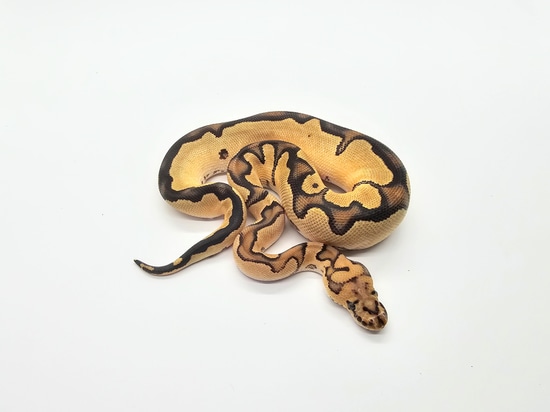 Vanilla Clown Ball Python by Steve's Morphs
