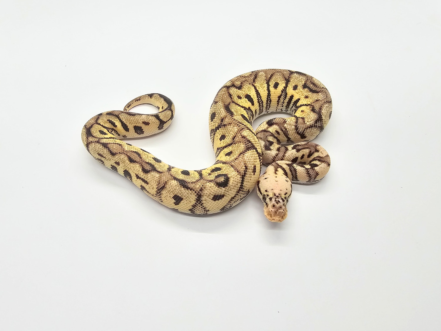 Spotnose Pastel Clown Ball Python by Steve's Morphs - MorphMarket
