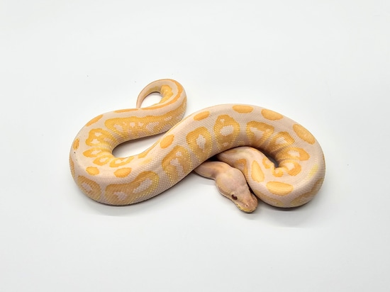 Black Pastel Lavender Albino Ball Python by Steve's Morphs