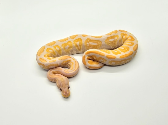 Black Pastel Lavender Albino Ball Python by Steve's Morphs