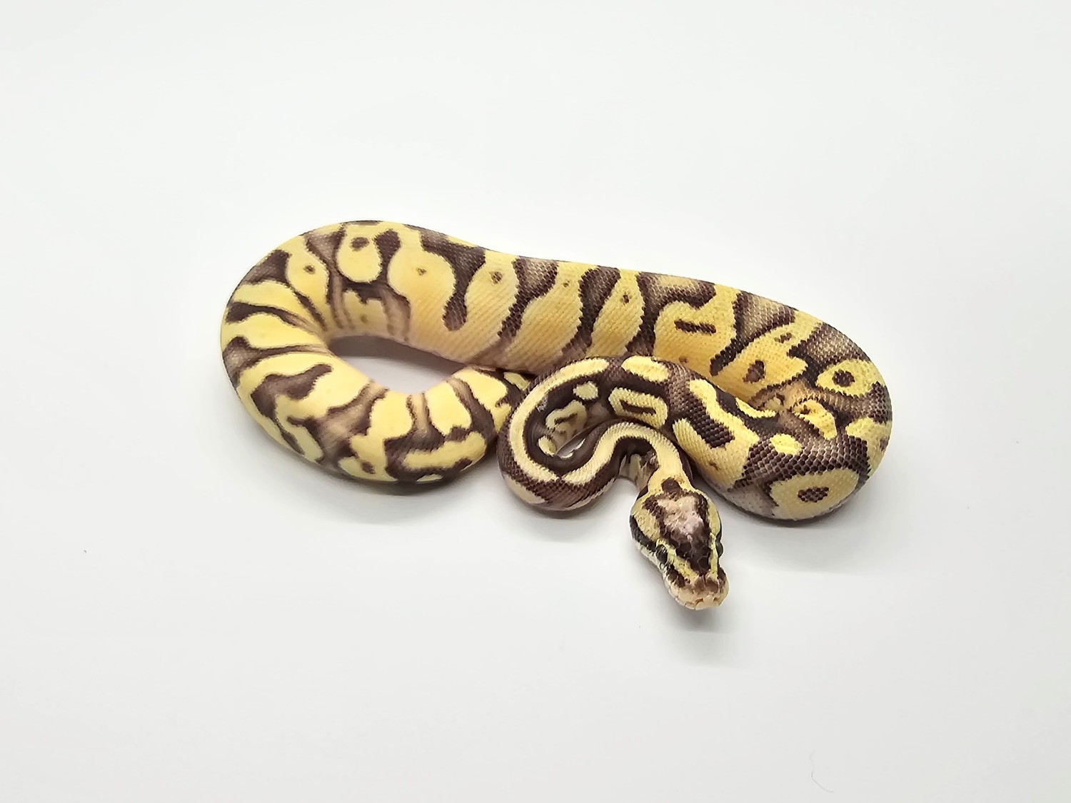 Firefly YB Enchi DH Desert Ghost Clown Ball Python by Steve's Morphs ...