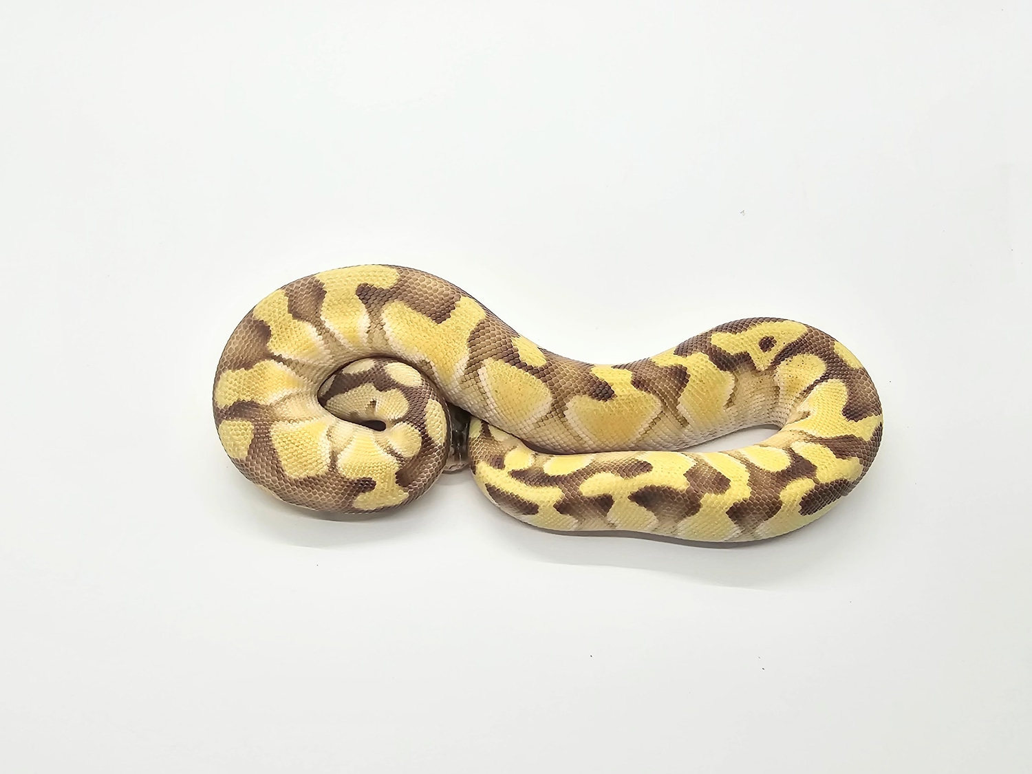 Butter Enchi Pastel DH Ultramel Desert Ghost Ball Python by Steve's ...