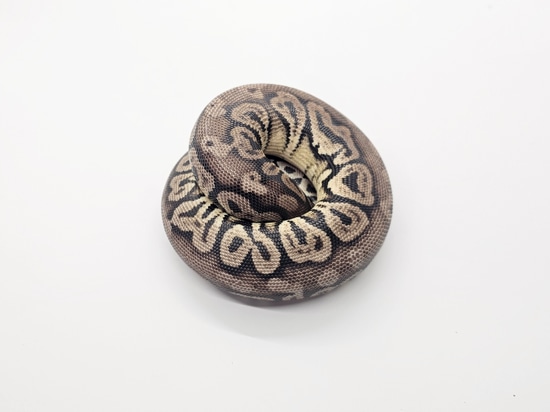 Black Pewter DH Desert Ghost VPI Axanthic Ball Python by Steve's Morphs