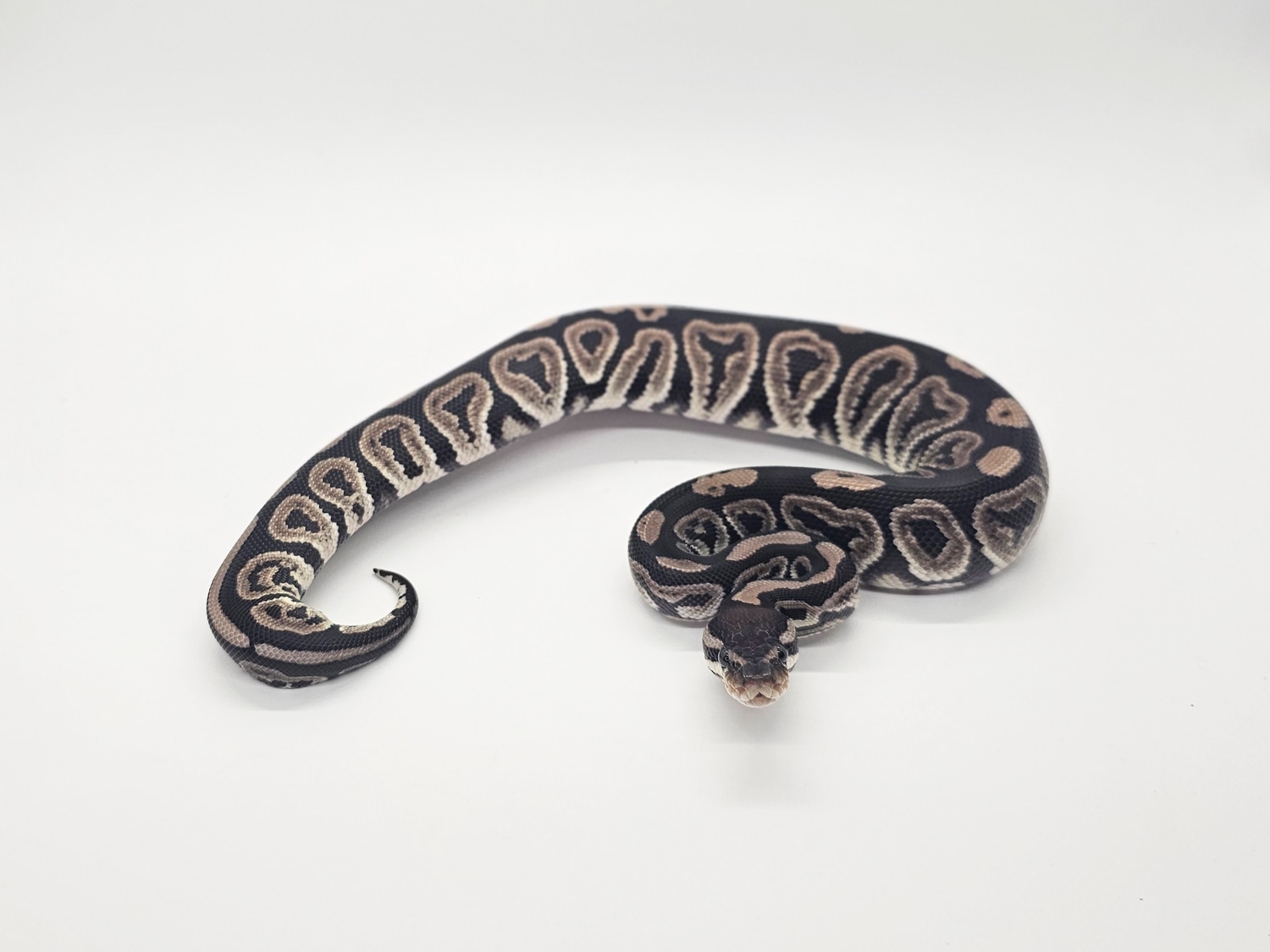 Black Pastel VPI Axanthic Het Desert Ghost Ball Python by Steve's ...