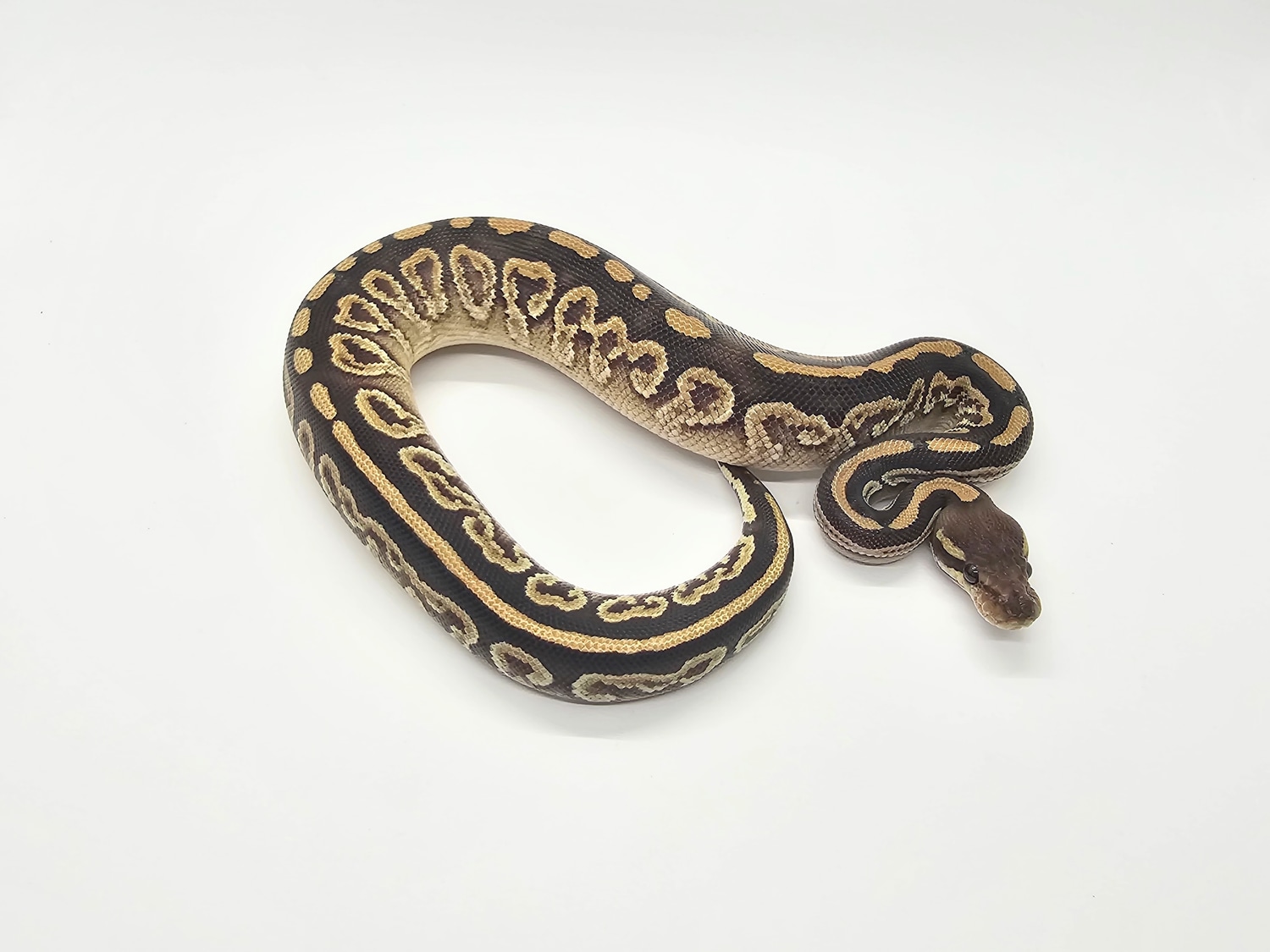 Black Pastel Mojave DH Desert Ghost VPI Axanthic Ball Python by Steve's ...
