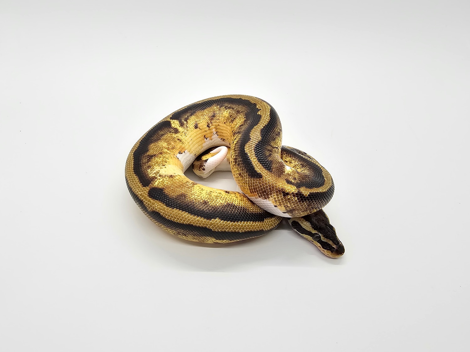 Pastel Pied Ball Python by Steve's Morphs - MorphMarket