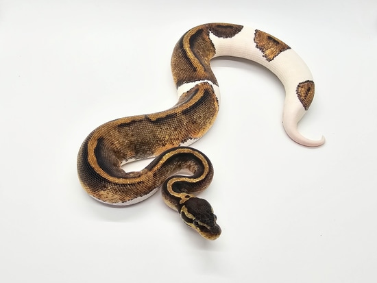 Huffman Pastel Pied Ball Python by Steve's Morphs