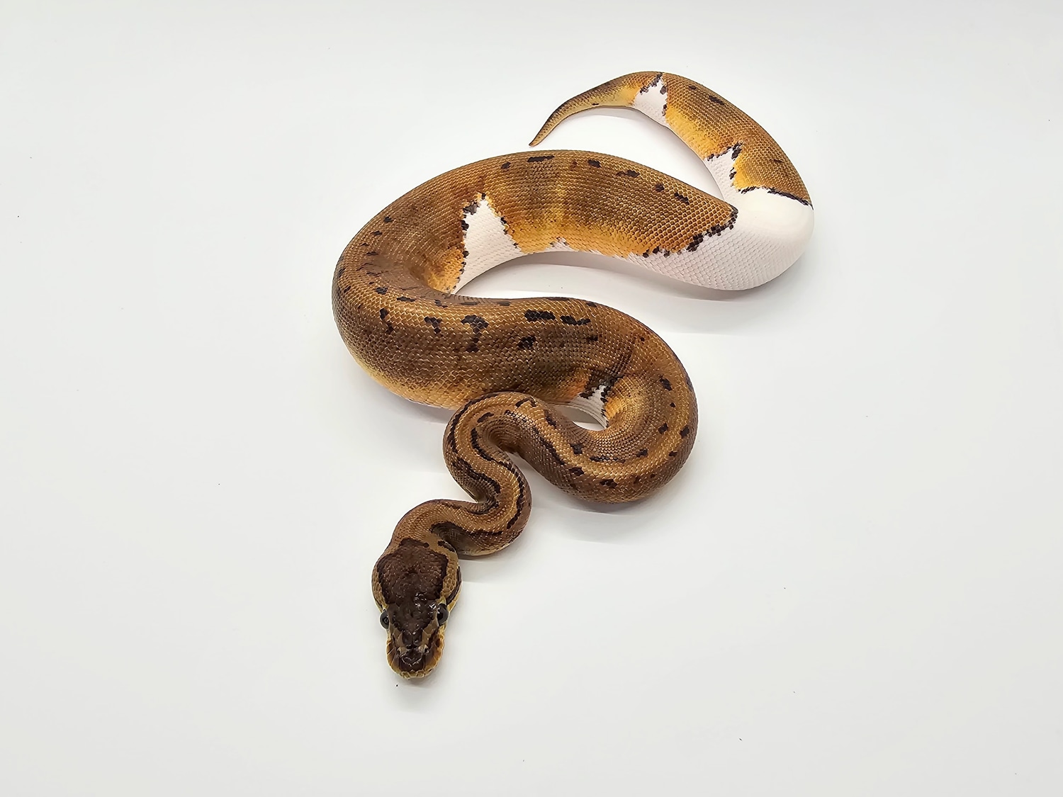 Pinstripe Pied Ball Python by Steve's Morphs - MorphMarket