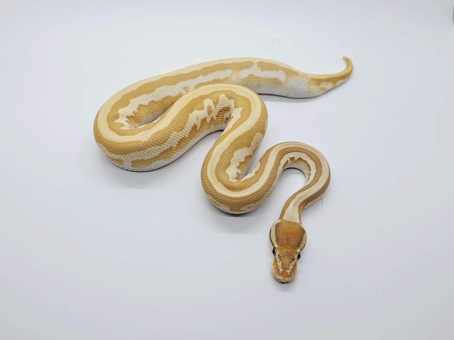 Leopard Butter Ultramel Ball Python by Steve's Morphs - MorphMarket