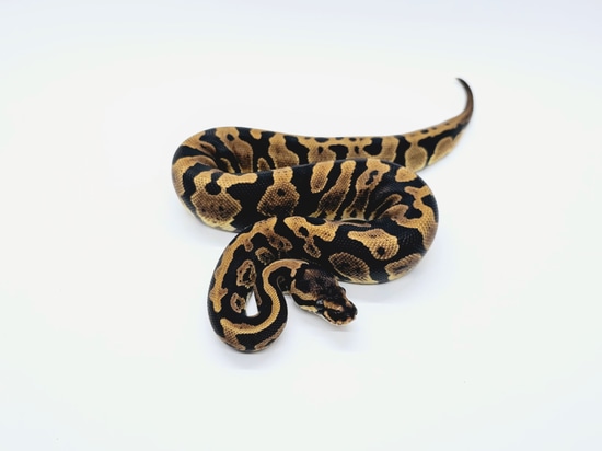 Acid Het Ultramel Ball Python by Steve's Morphs