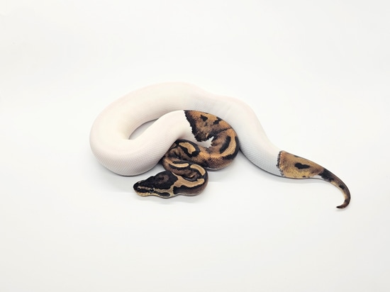 Pied Het Ultramel Ball Python by Steve's Morphs