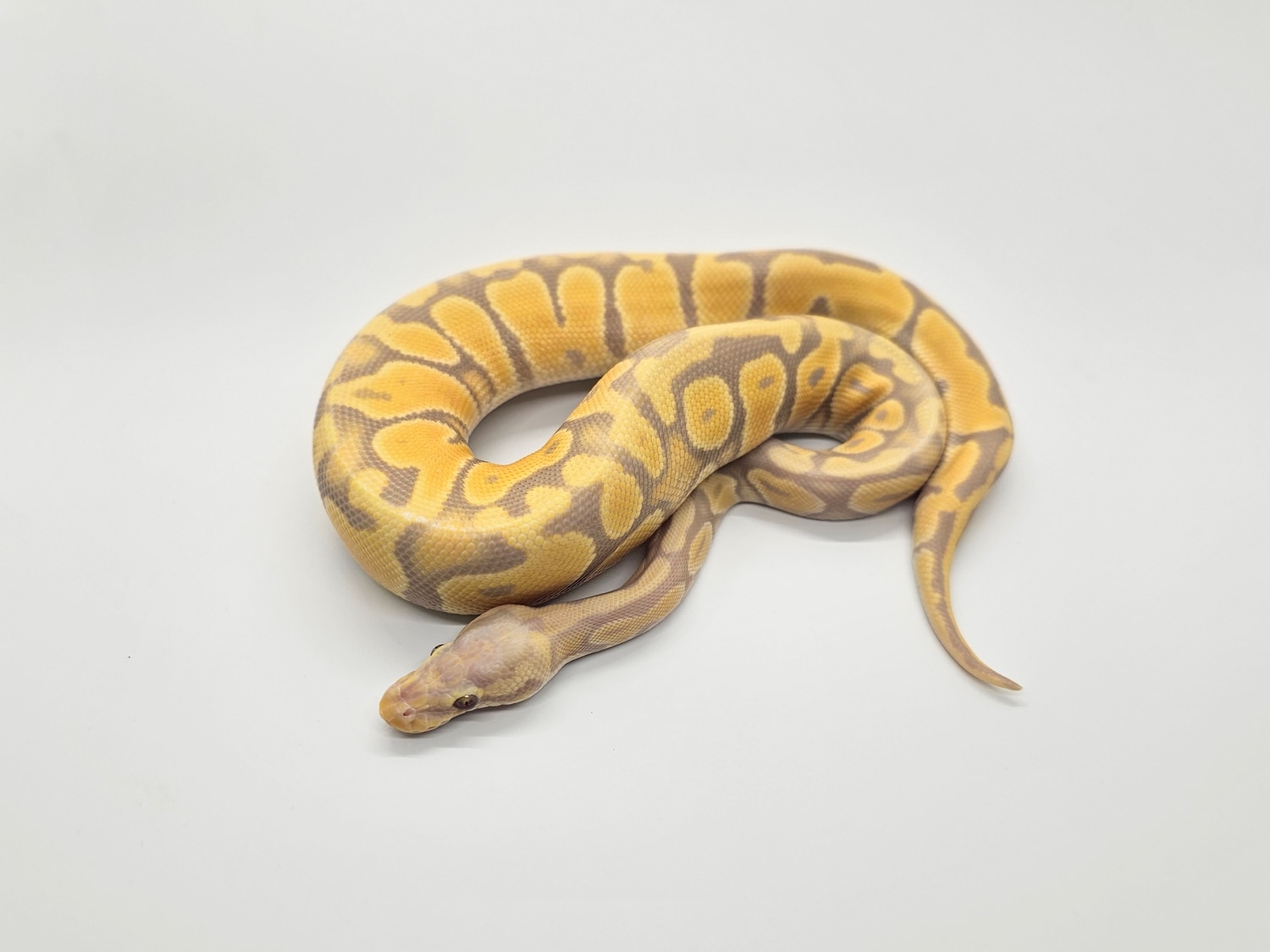 Pastel Candy Ball Python by Steve's Morphs - MorphMarket