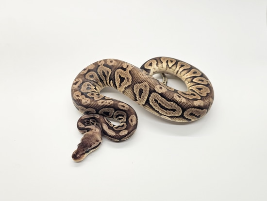 Black Pewter Het Desert Ghost Ball Python by Steve's Morphs