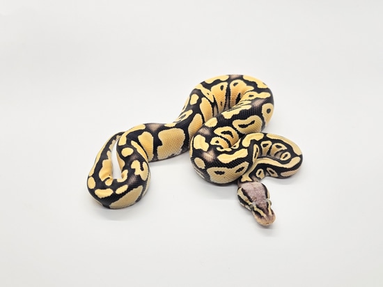 Pastel Desert Ghost 50% Het G-Stripe Ball Python by Steve's Morphs