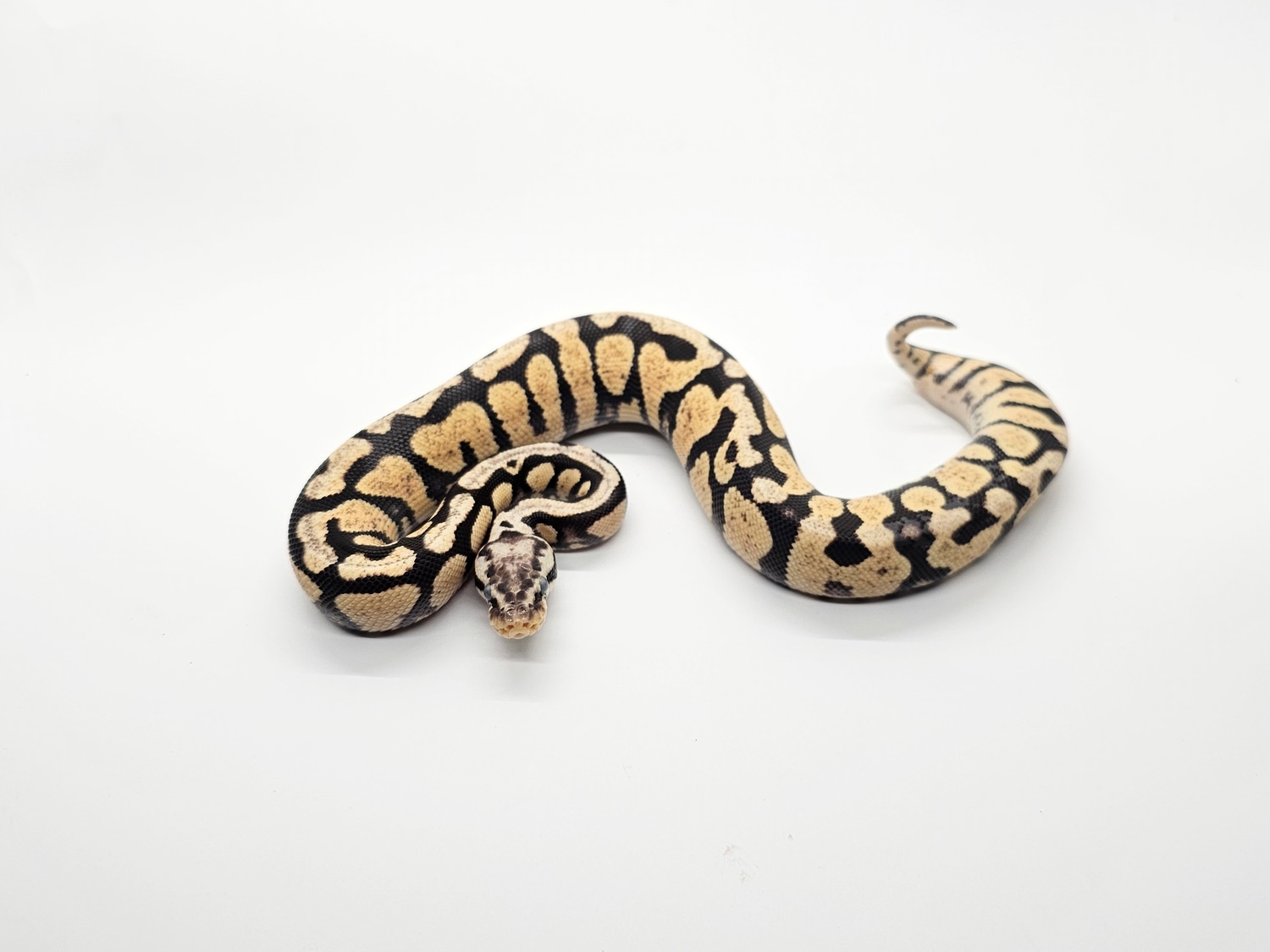 Spotnose Pastel YB Het Desert Ghost Ball Python by Steve's Morphs ...