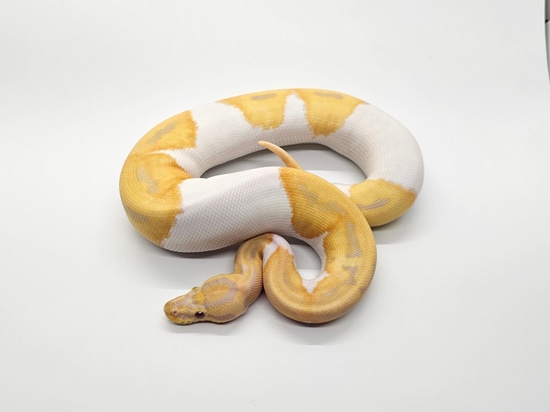 Candy Pied Ball Python by Steve's Morphs