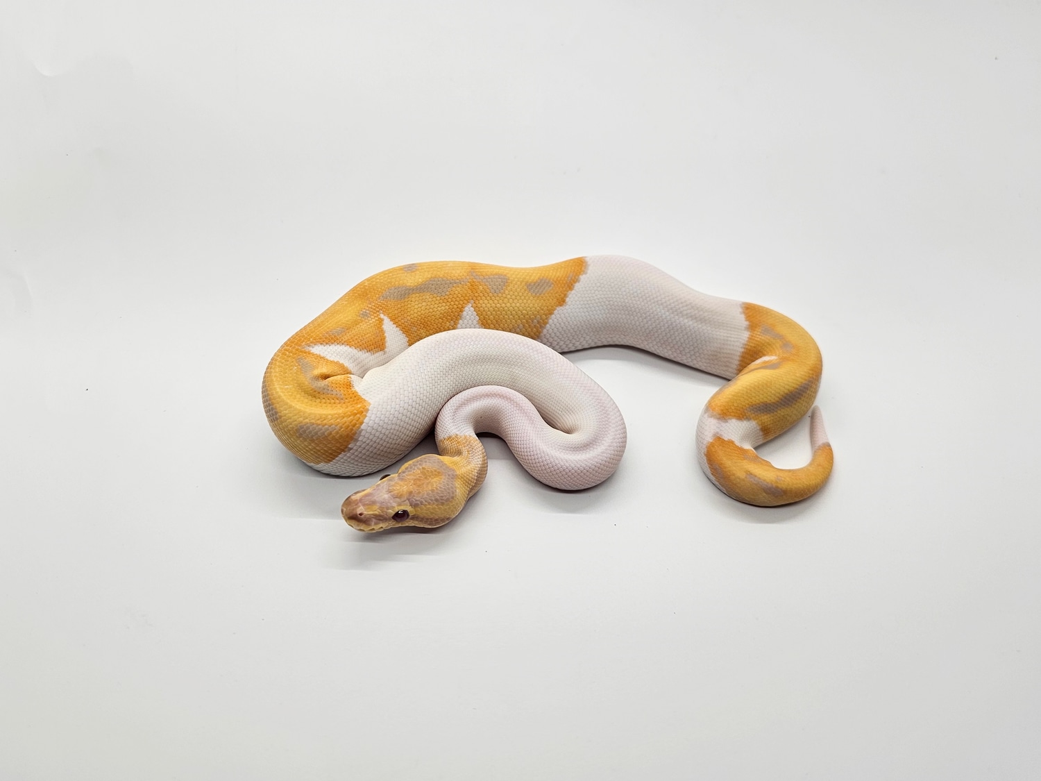 Candy Pied Ball Python by Steve's Morphs - MorphMarket