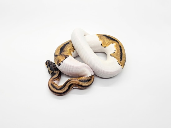Pied Het Candy Ball Python by Steve's Morphs