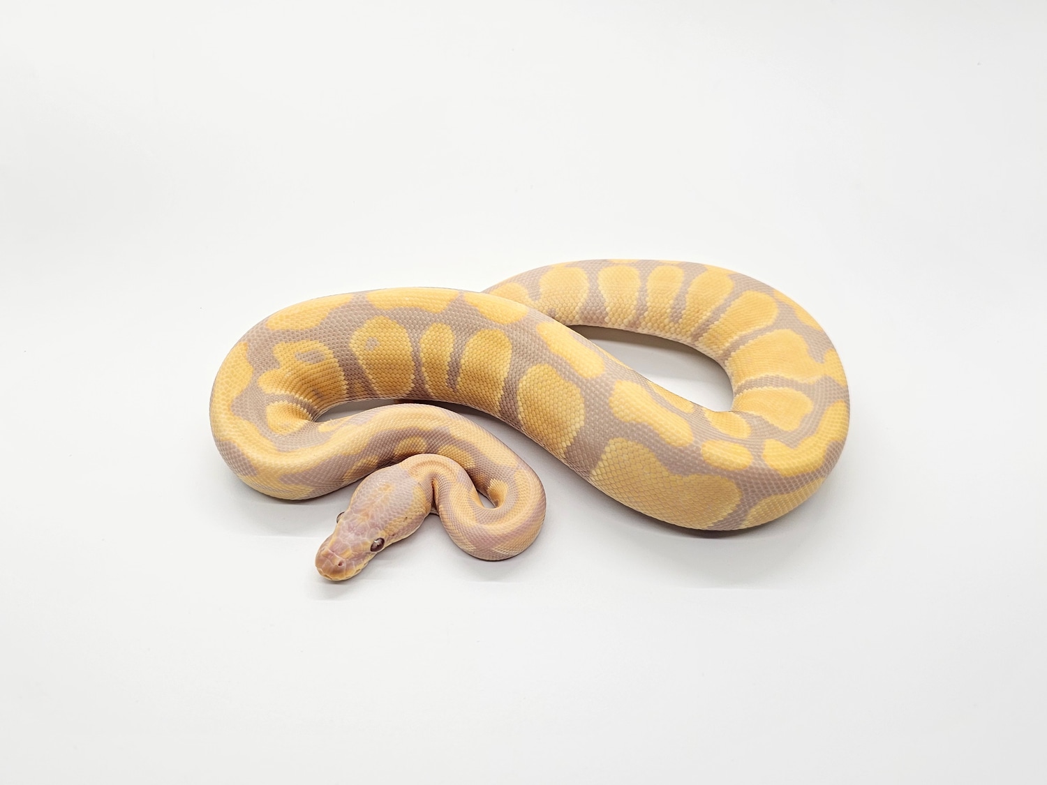 Candy Het Pied Ball Python by Steve's Morphs - MorphMarket