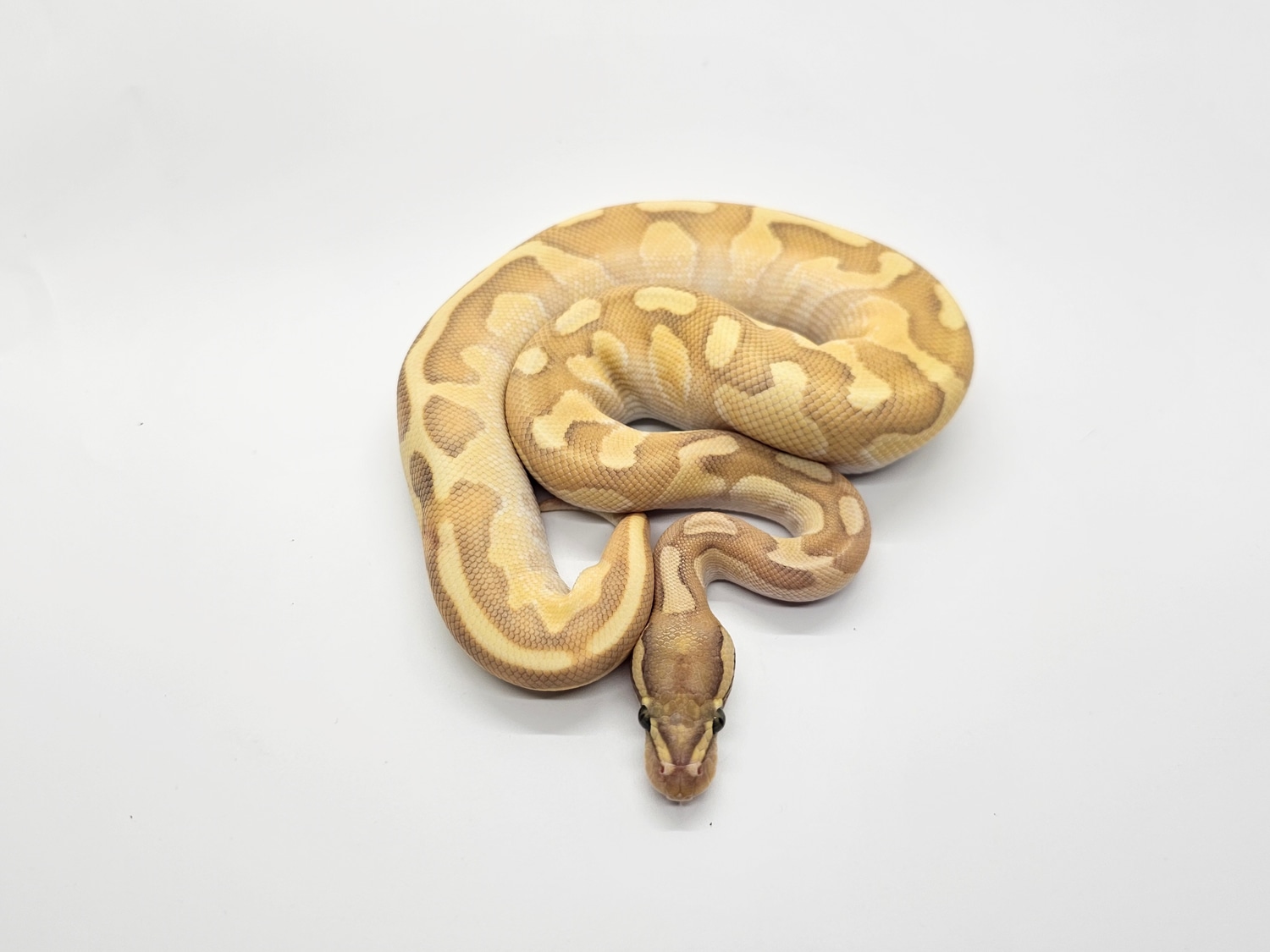 Enchi Fire Butter Hypo Ball Python by Steve's Morphs - MorphMarket