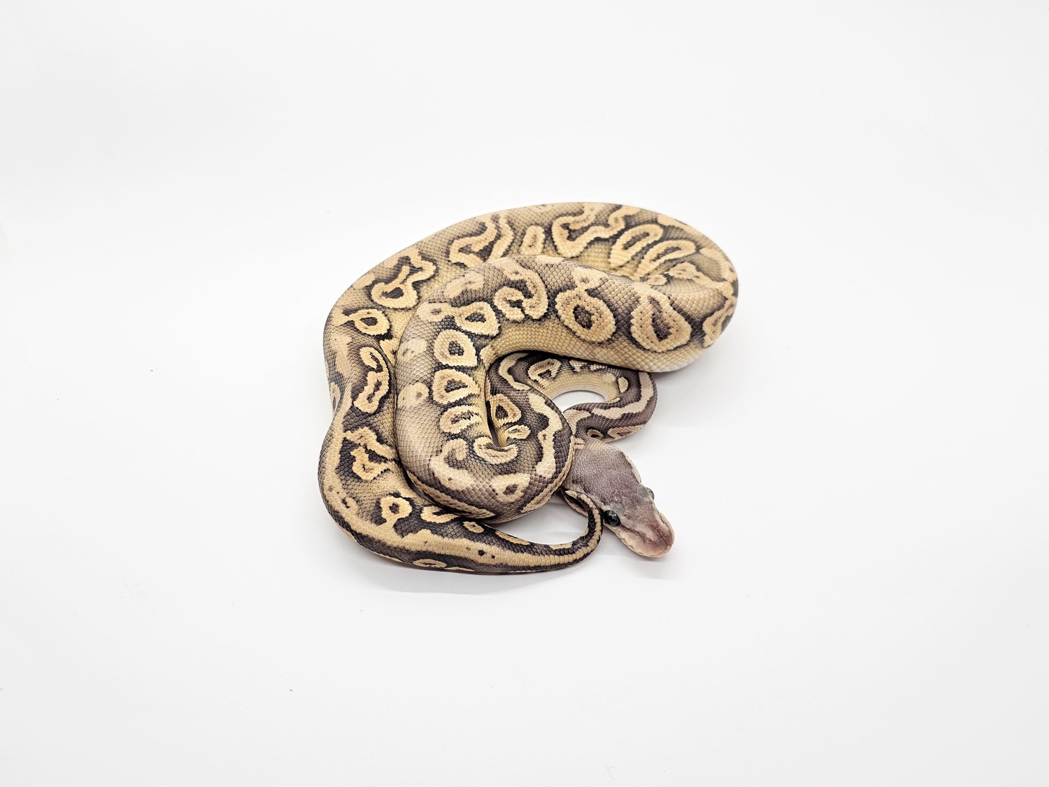 Black Pewter Hypo Ball Python by Steve's Morphs - MorphMarket