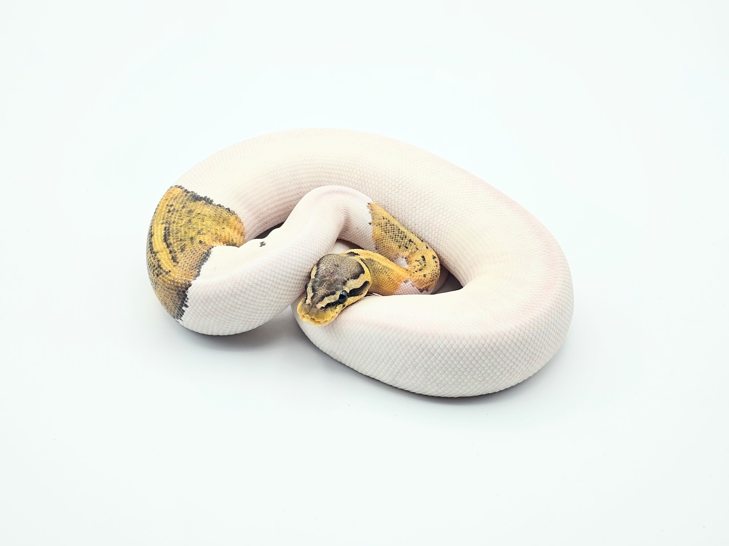 Pastel Hypo Pied Ball Python by Steve's Morphs - MorphMarket