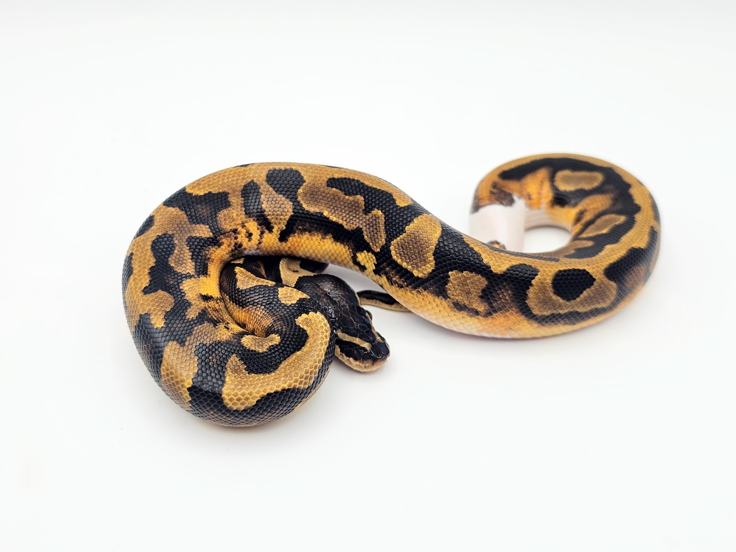Pied Het Ultramel Ball Python by Steve's Morphs - MorphMarket
