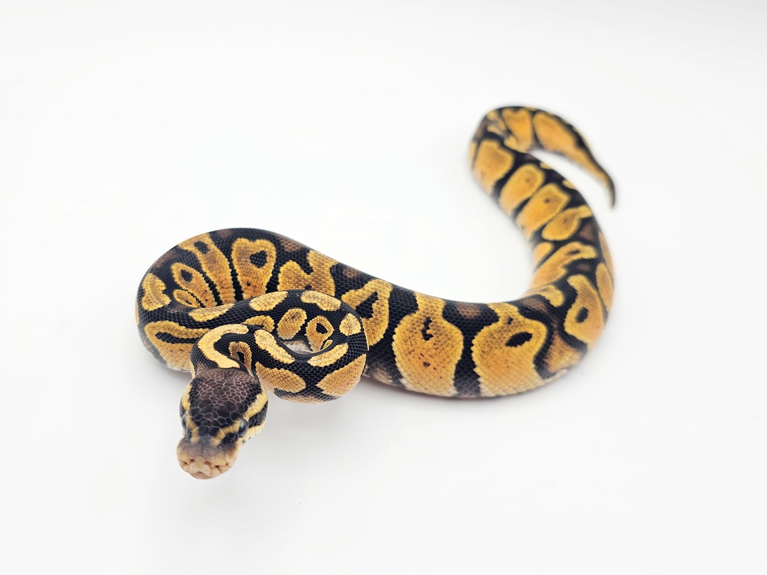 Pastel Het TSK Axanthic Ball Python by Steve's Morphs - MorphMarket