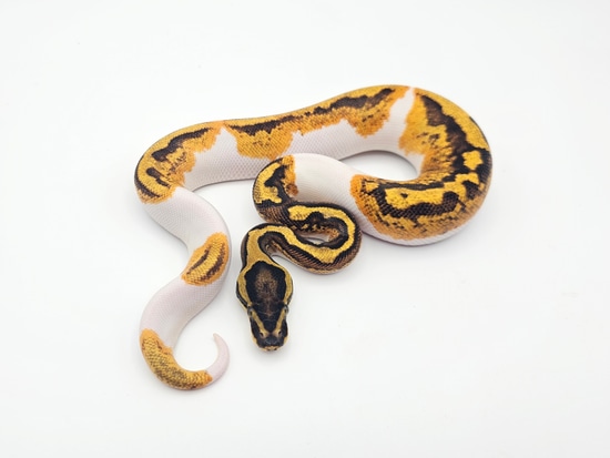 Enchi YB Pied Ball Python by Steve's Morphs