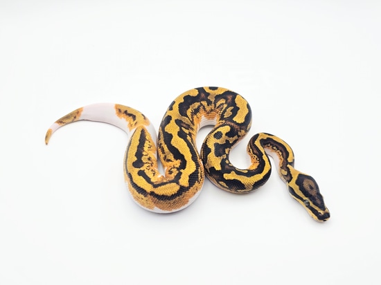 Enchi YB Pied Ball Python by Steve's Morphs