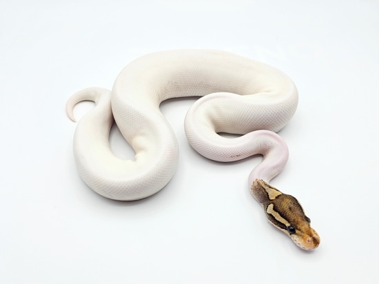 Vanilla Cinnamon Pied Ball Python by Steve's Morphs