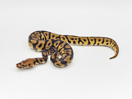 Acid Spotnose Clown Ball Python by Steve's Morphs