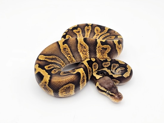 GHI Chocolate Het Hypo Ball Python by Steve's Morphs