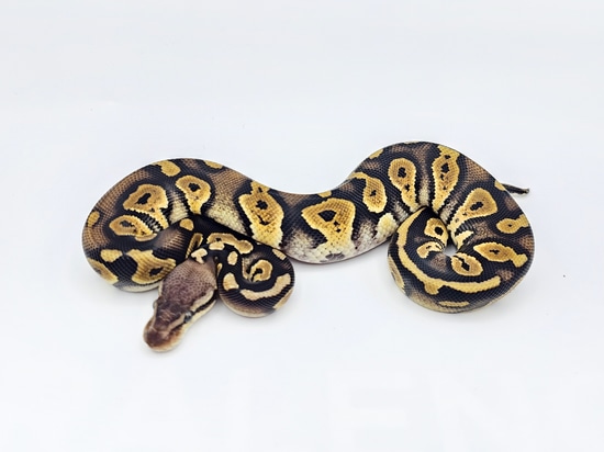 Chocolate Pastel Het Hypo Ball Python by Steve's Morphs