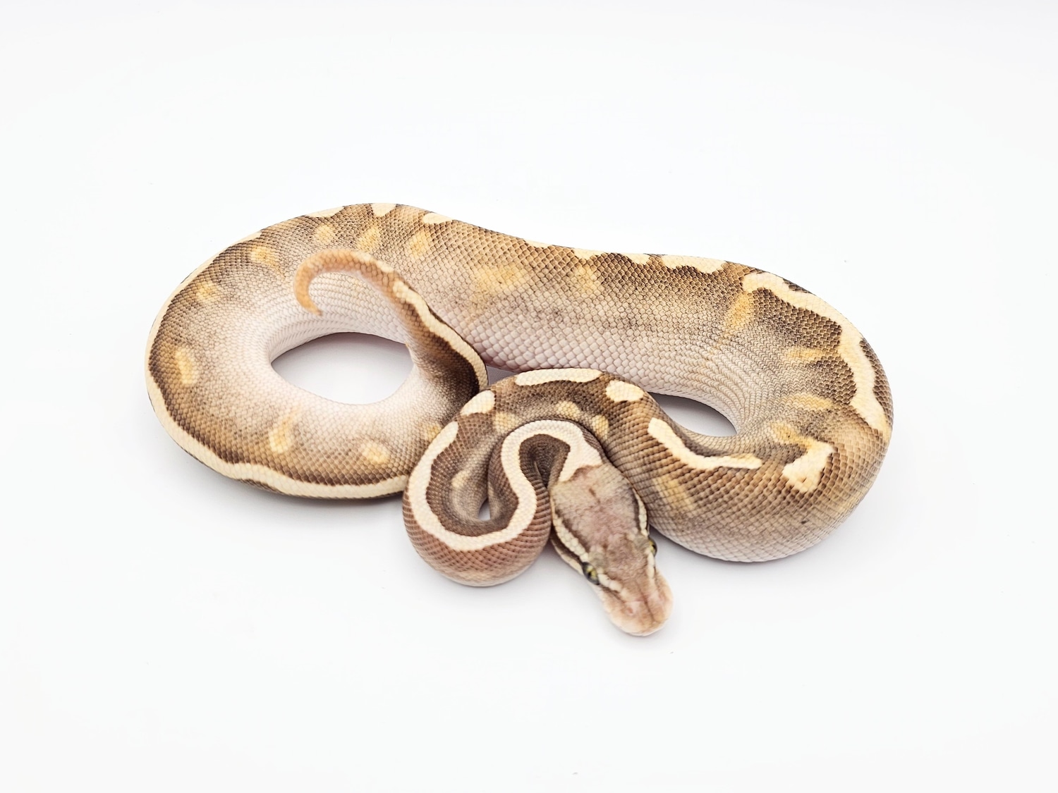 Super Chocolate GHI Butter Het Hypo Ball Python by Steve's Morphs ...